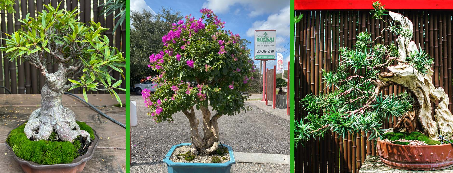 Shop your perfect Bonsai Trees & Plants | Artisans Bonsai – Artisan's ...