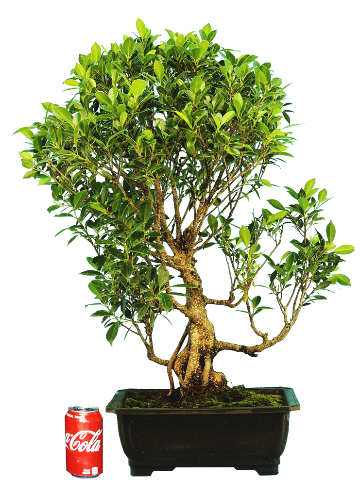 Ficus Retusa (Specimen) #118 – Artisan's Bonsai